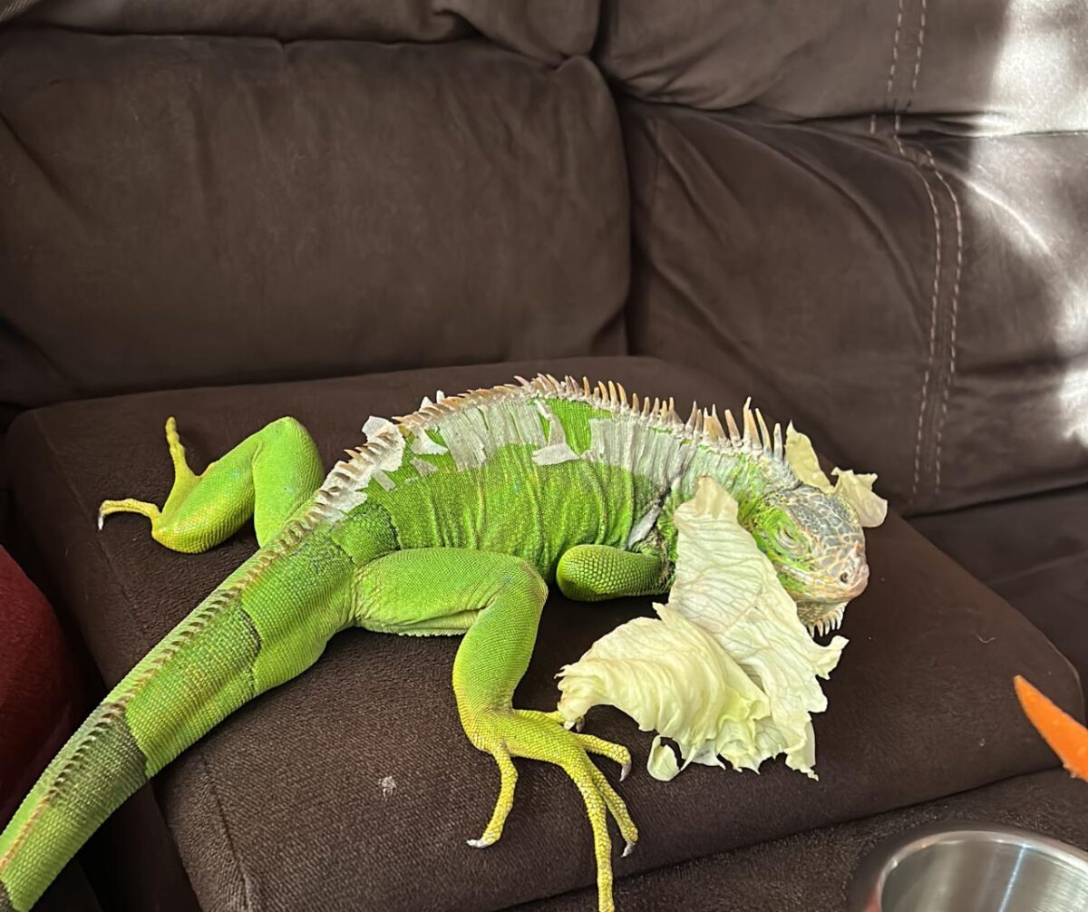 El RAMM ha logrado rescatar diferentes especies de animales a lo largo ...