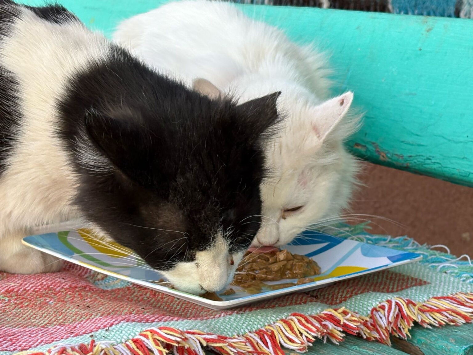 Susy Cats: Un refugio que lucha por las vidas de los gatos callejeros ...