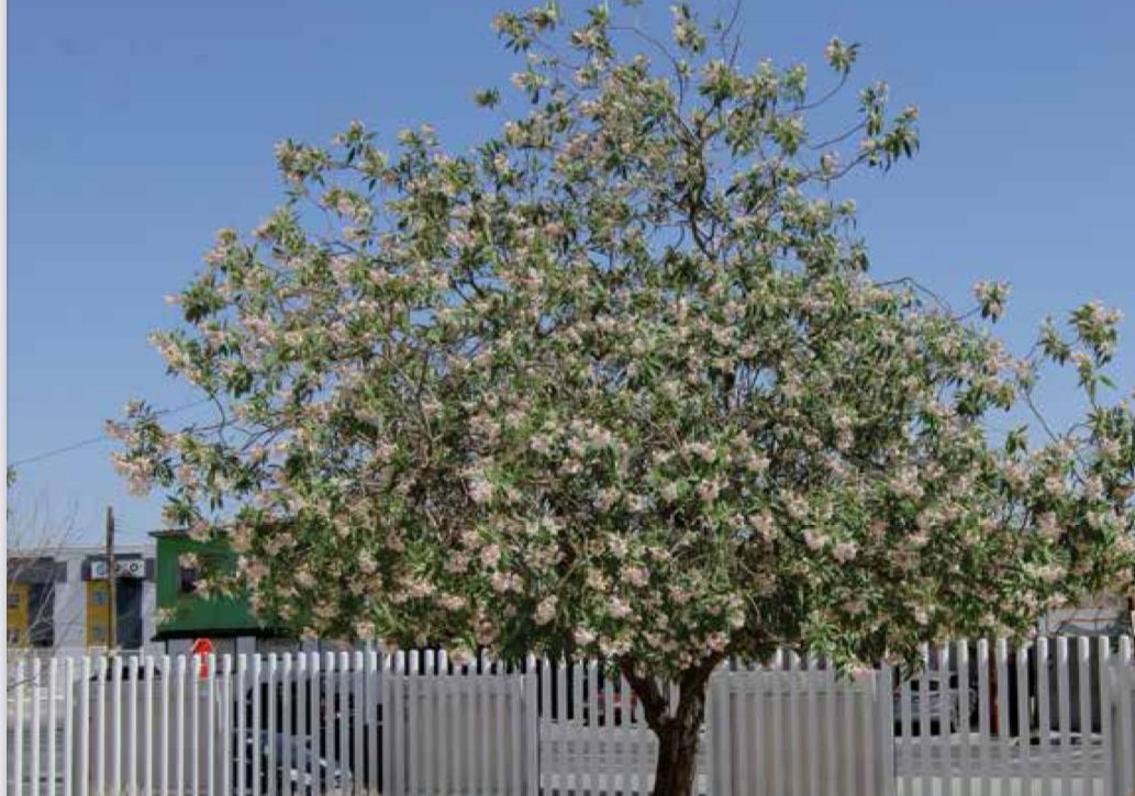 Urgen en Juárez más árboles, estas son las plantas más aptas para la ...
