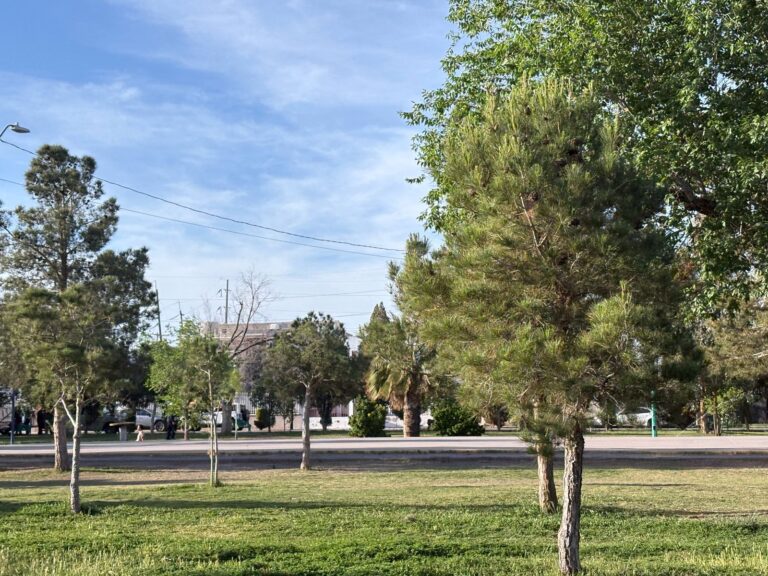Urgen en Juárez más árboles, estas son las plantas más aptas para la ...
