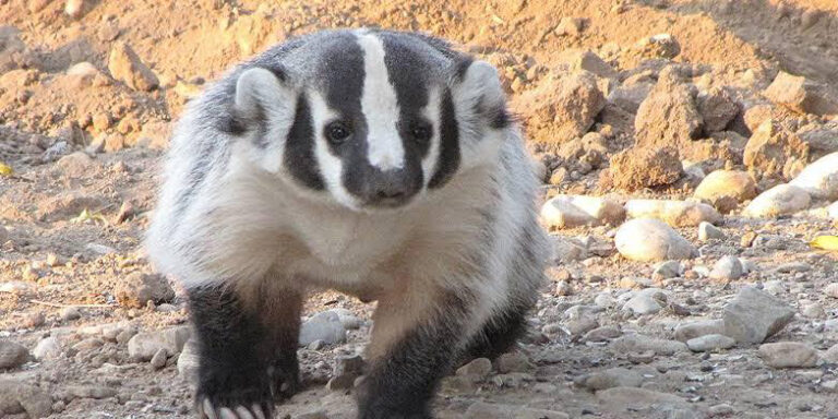 Pocos lo han visto en la Sierra de Juárez: El tejón norteamericano ...