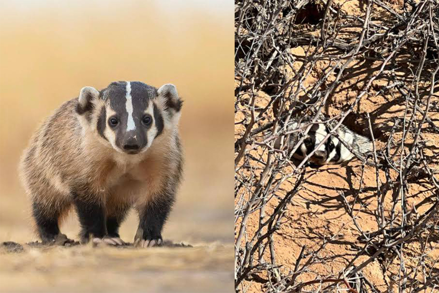 Pocos lo han visto en la Sierra de Juárez: El tejón norteamericano ...