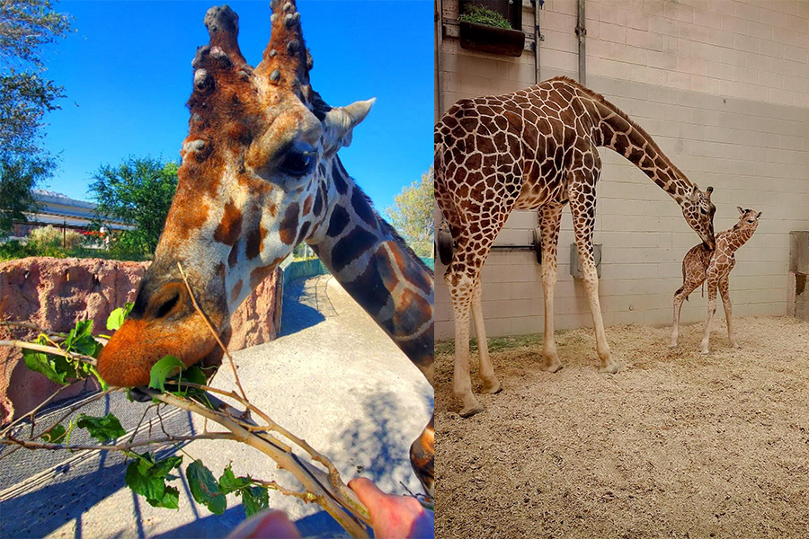 Fallece Juma, jirafa del zoológico de El Paso - Juárez Digital