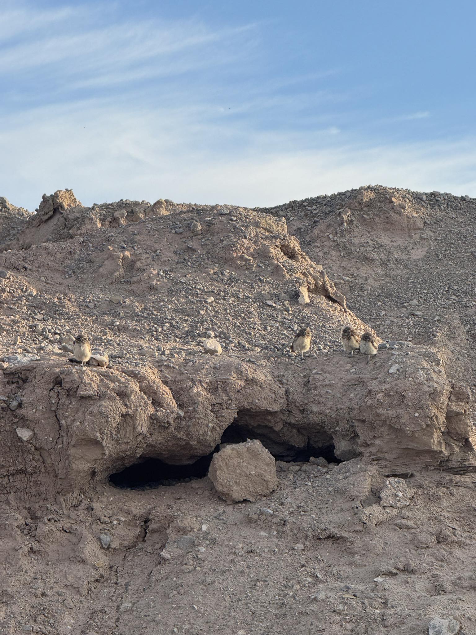 Encuentran Tecolotes llaneros en la sierra de Juárez - Juárez Digital