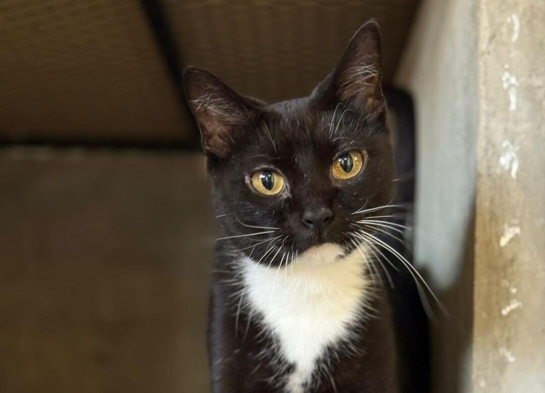 Ya puedes adoptar michis nuevamente en DABA - Juárez Digital