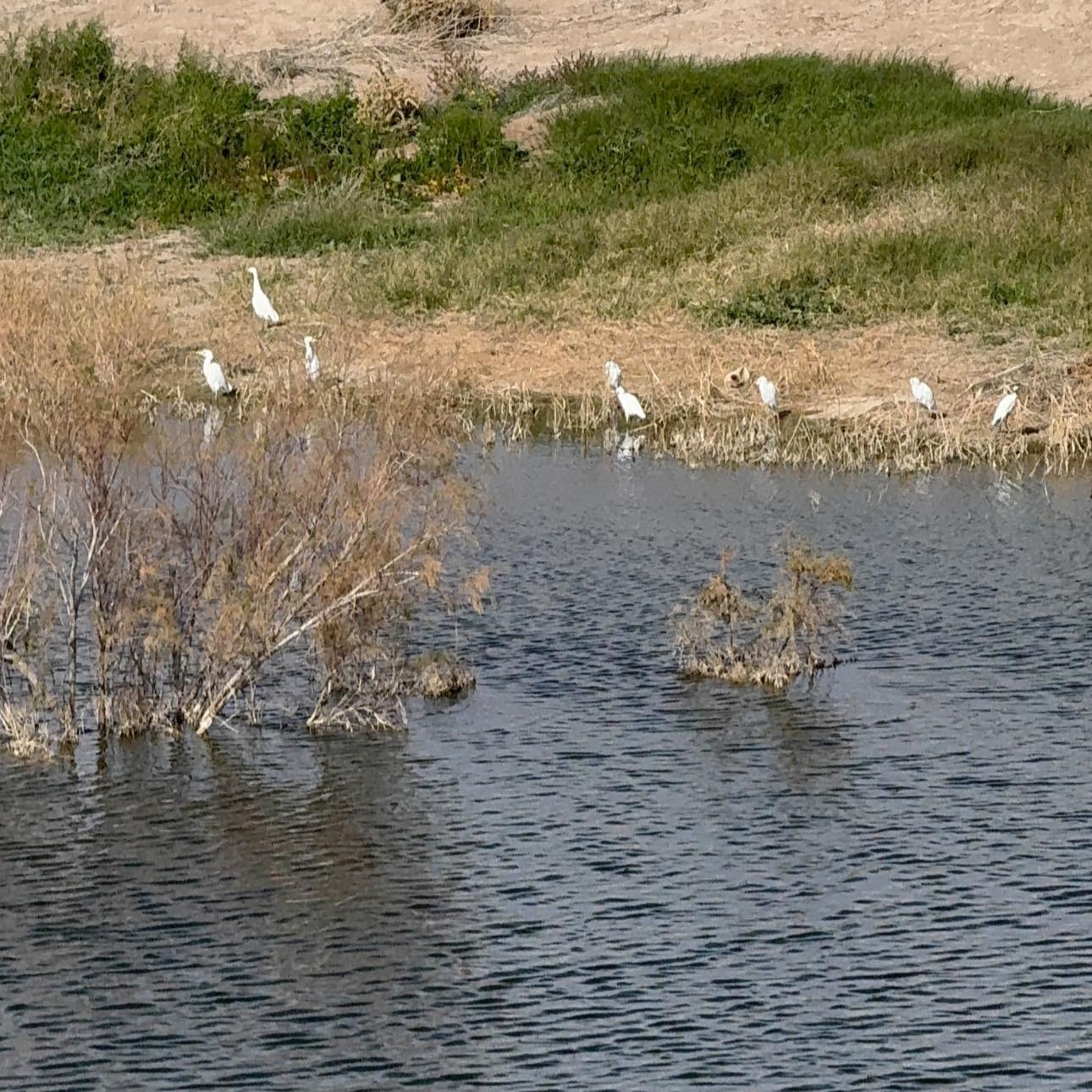 Las garzas blancas de patas amarillas visitaron la Sierra de Juárez ...