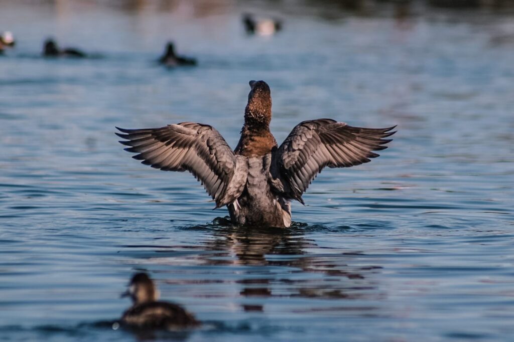 ¿Recuerdas los animales que habitaban en el Parque Central? - Juárez ...