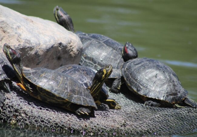¿Recuerdas los animales que habitaban en el Parque Central? - Juárez ...
