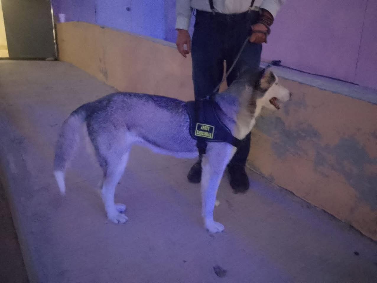 Husky que atacó a menor permanece bajo resguardo de DABA - Juárez Digital