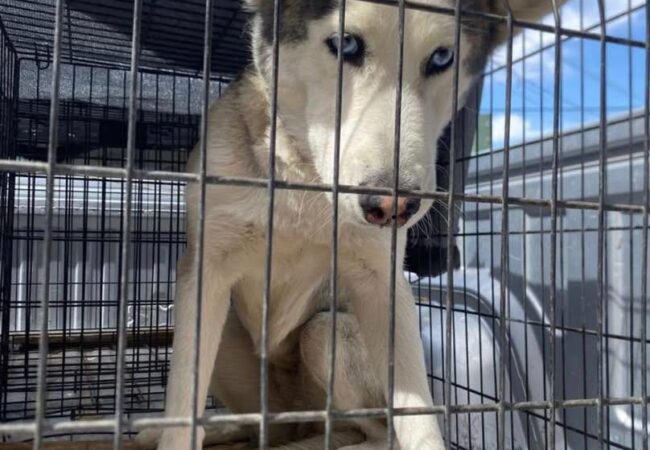 Husky que atacó a menor permanece bajo resguardo de DABA - Juárez Digital