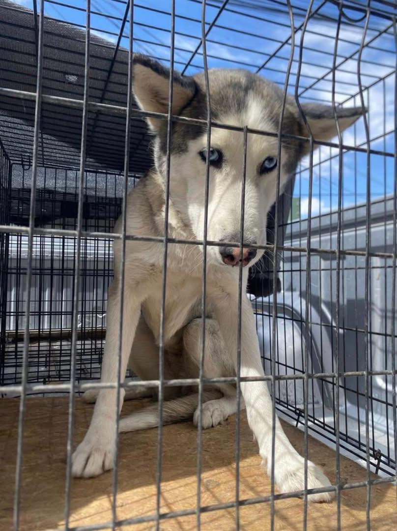 Husky que atacó a menor permanece bajo resguardo de DABA - Juárez Digital